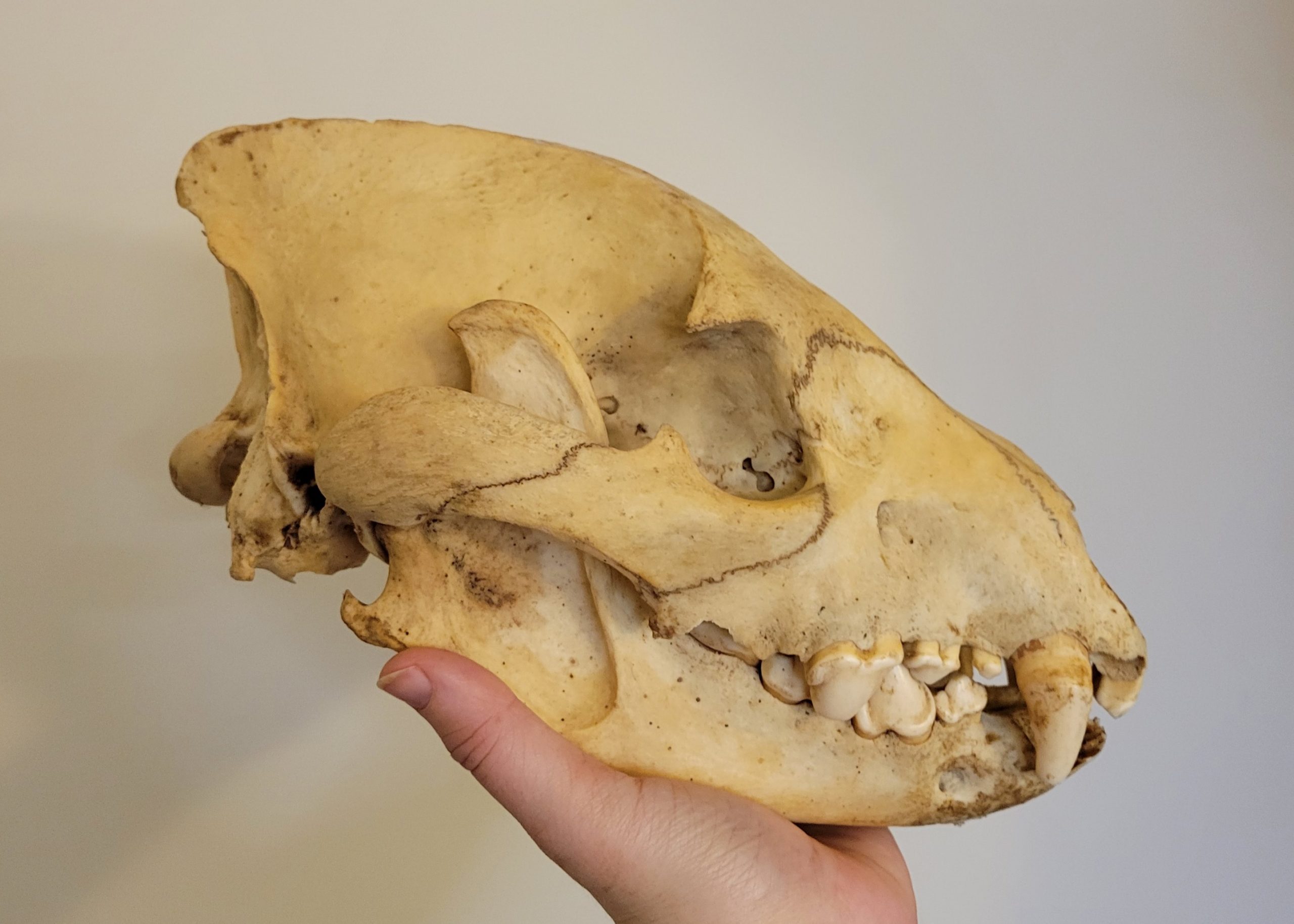 Spotted Hyena Skull #00064 - Craniates Curiosites: Oddity Sales and ...