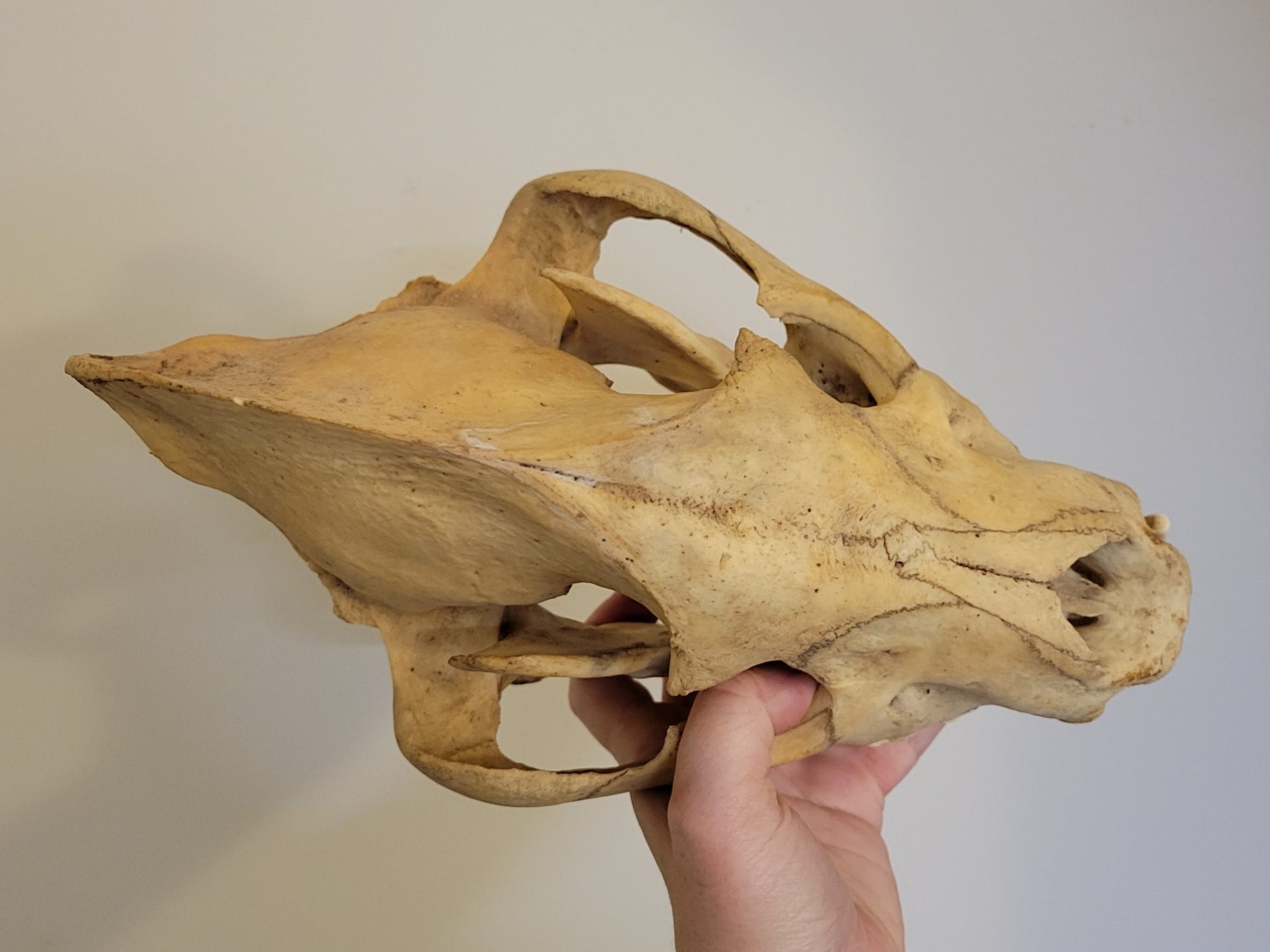Spotted Hyena Skull #00064 - Craniates Curiosites: Oddity Sales and ...