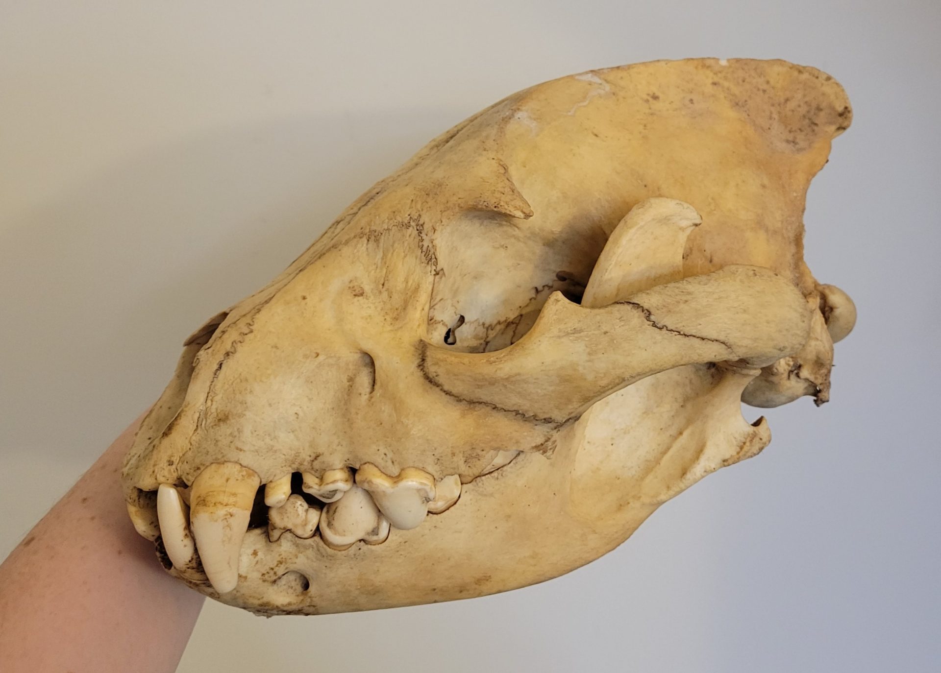 Spotted Hyena Skull #00064 - Craniates Curiosites: Oddity Sales and ...