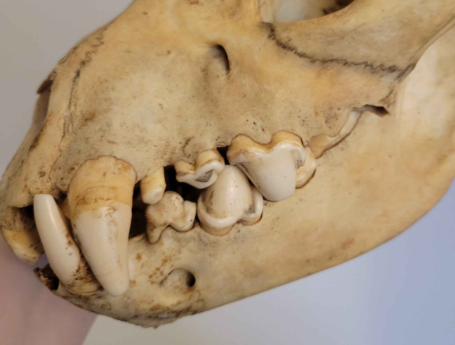 Spotted Hyena Skull #00064 - Craniates Curiosites: Oddity Sales and ...