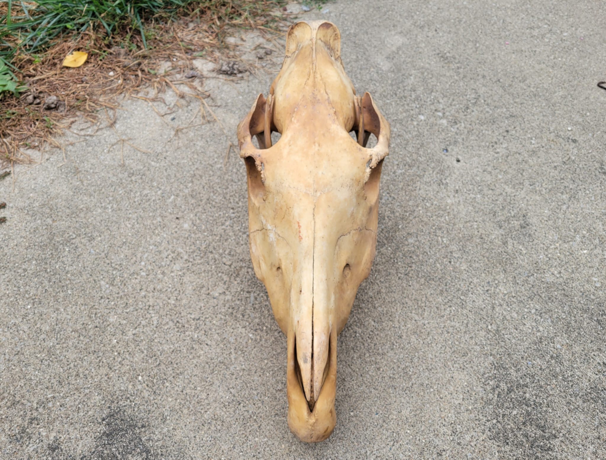 Plains Zebra Skull #00065 - Craniates Curiosites: Oddity Sales and ...