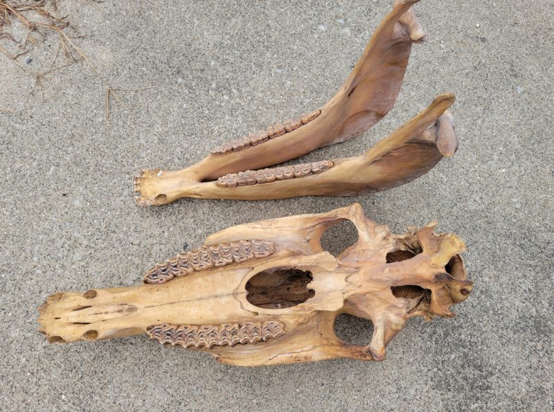 Plains Zebra Skull #00065 - Craniates Curiosites: Oddity Sales and ...