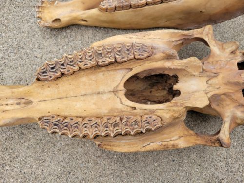 Plains Zebra Skull #00065 - Craniates Curiosites: Oddity Sales and ...