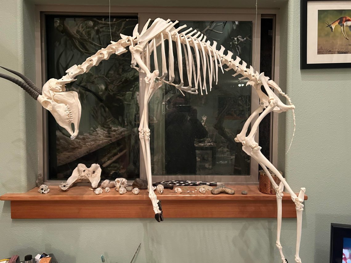 Springbok Skeleton #00481 - Craniates Curiosites: Oddity Sales and ...