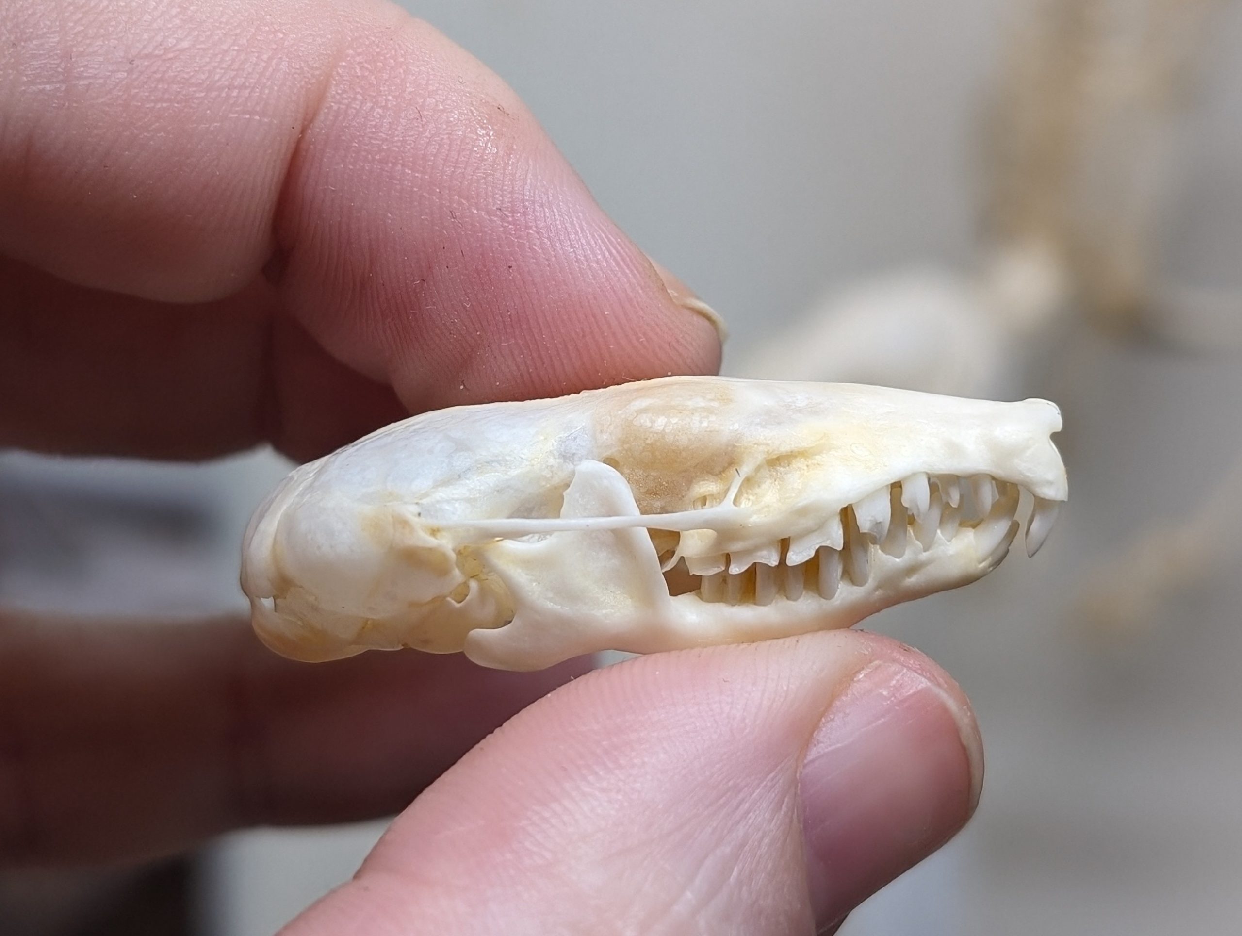 Eastern Mole Skull #00751 - Craniates Curiosites: Oddity Sales and ...