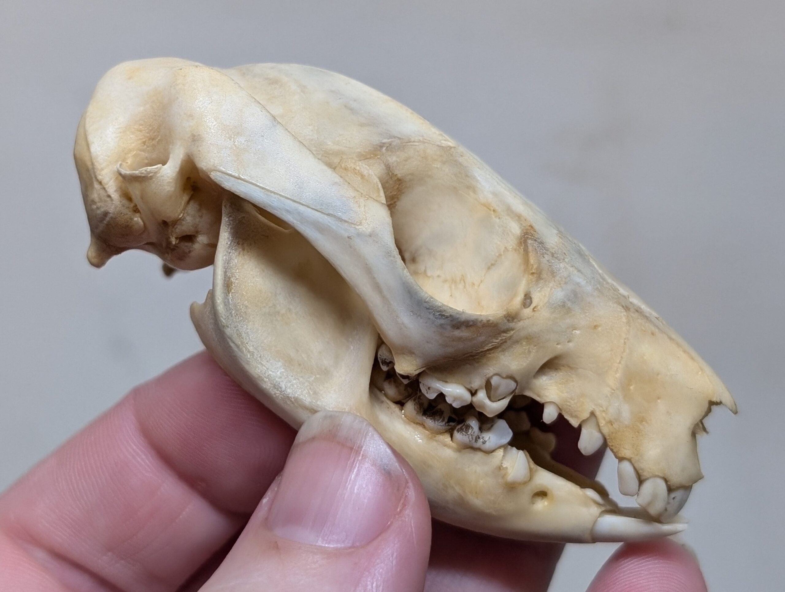 Common Brushtail Possum Skull #01103 - Craniates Curiosites: Oddity ...
