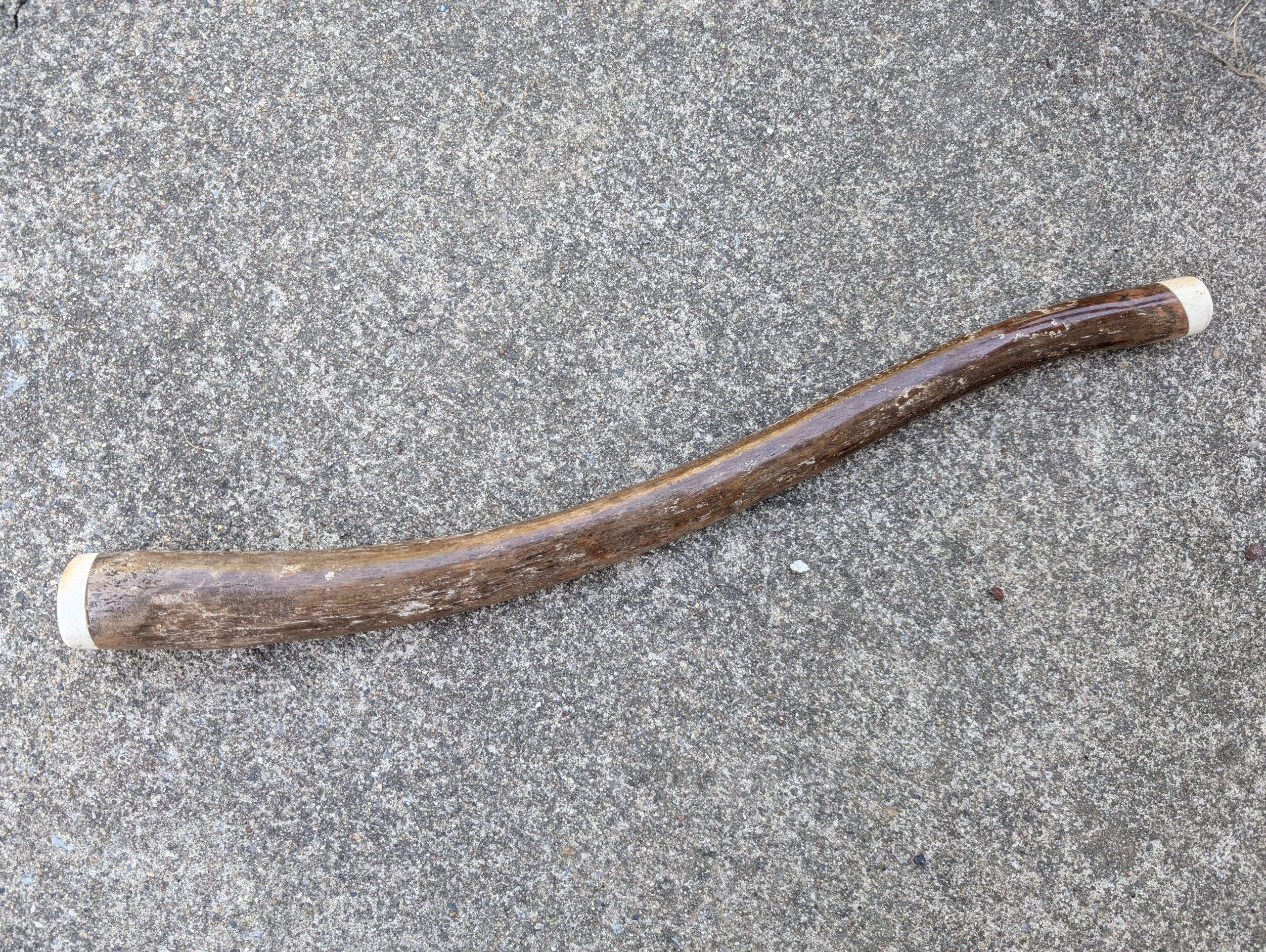 Fossil Oosik #01244 - Craniates Curiosites: Oddity Sales and Restoration