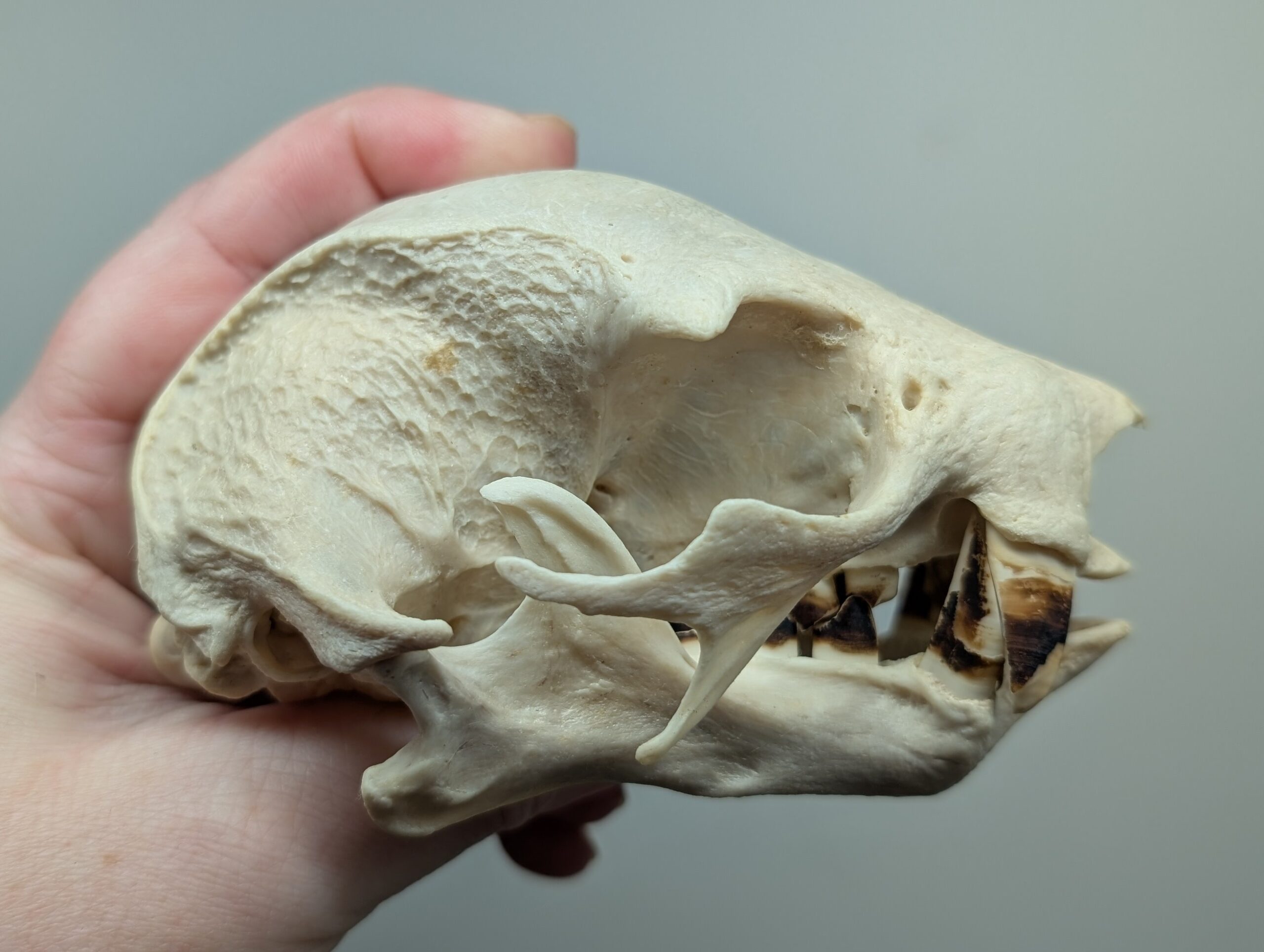 Premium Linnaeus's Two-Toed Sloth Skull #01269 - Craniates Curiosites ...