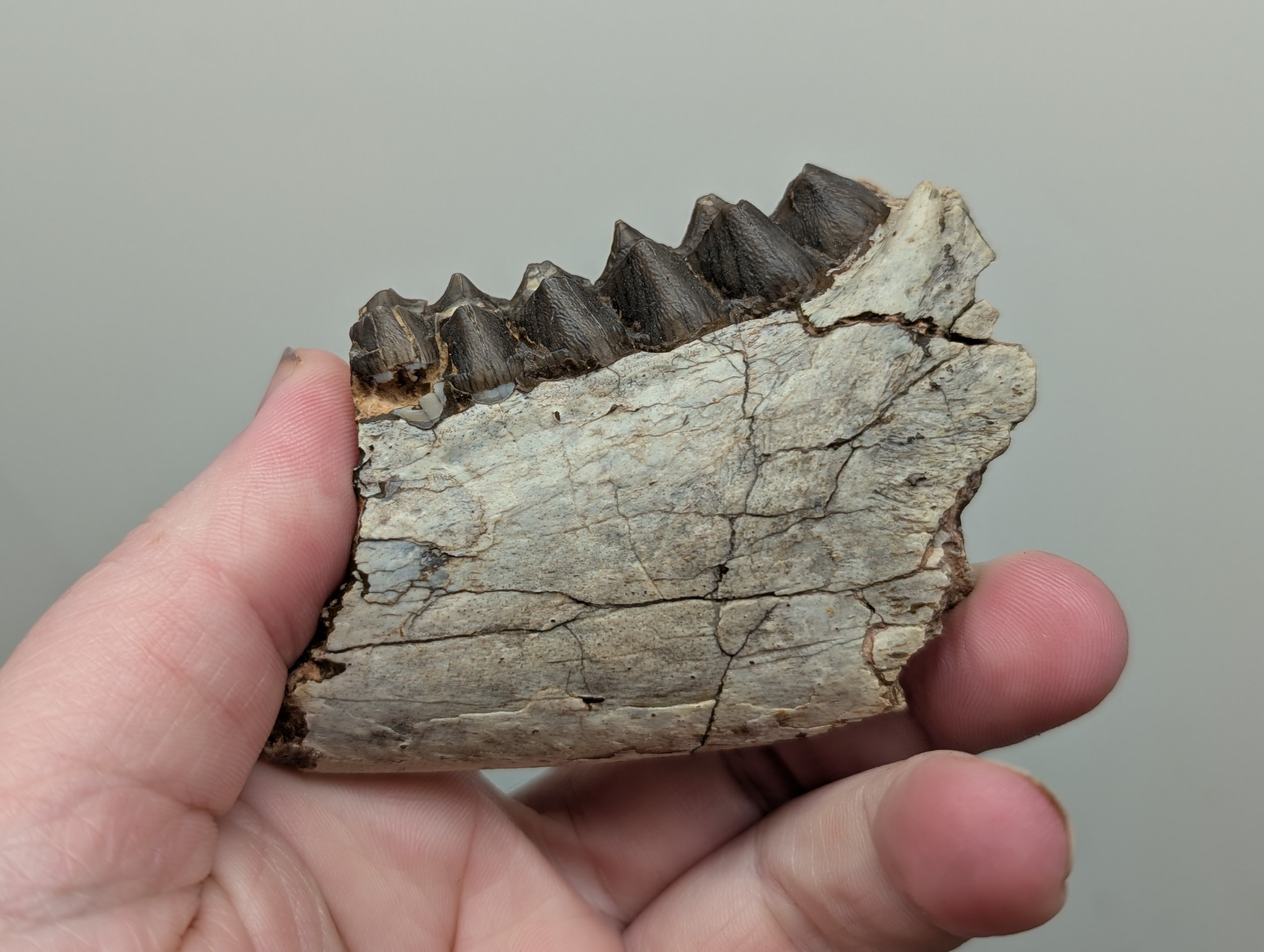 Fossil Oreodont Jaw #01274 - Craniates Curiosites: Oddity Sales and ...