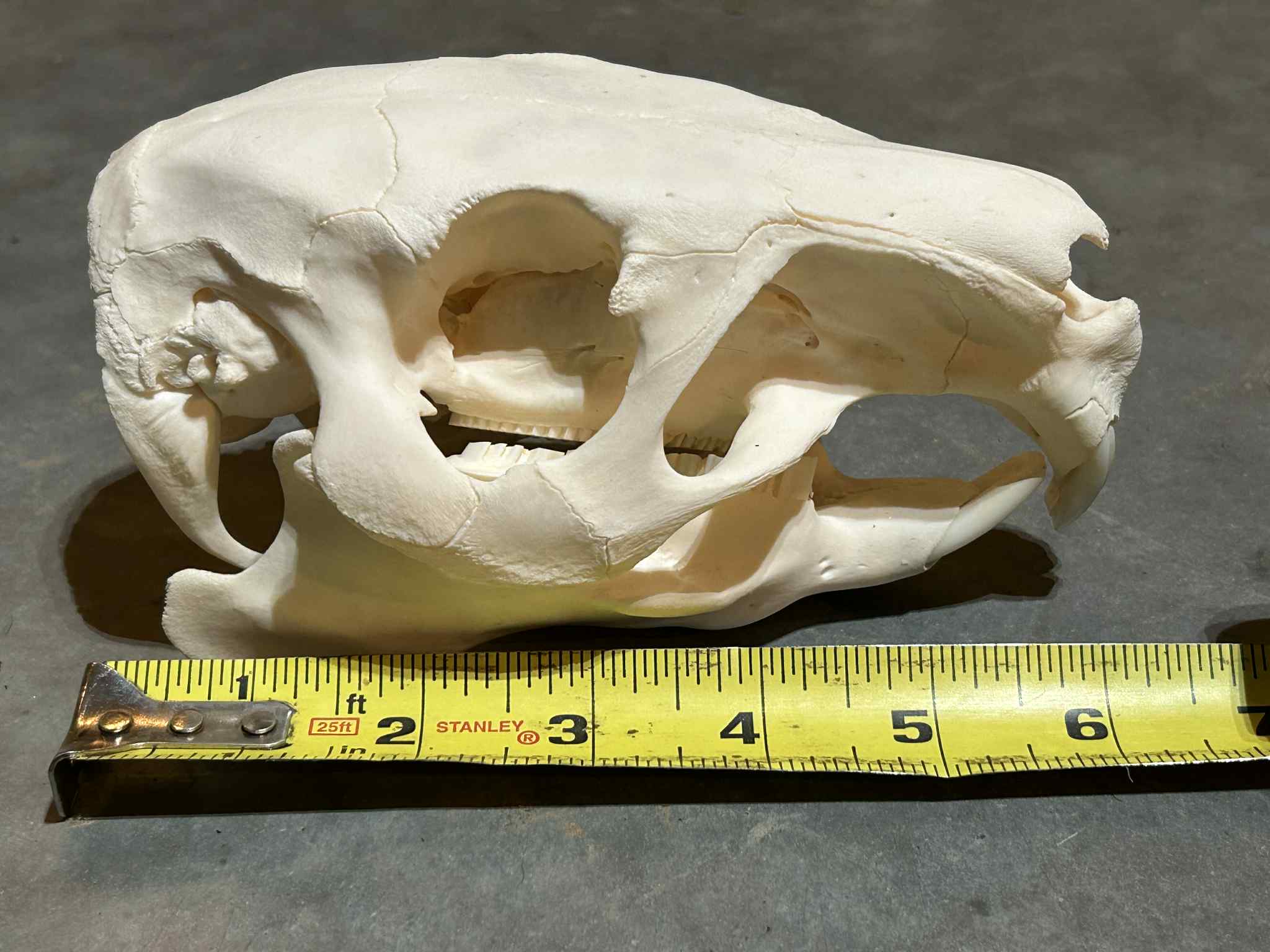 Greater Capybara Skull #01300 - Craniates Curiosites: Oddity Sales and ...