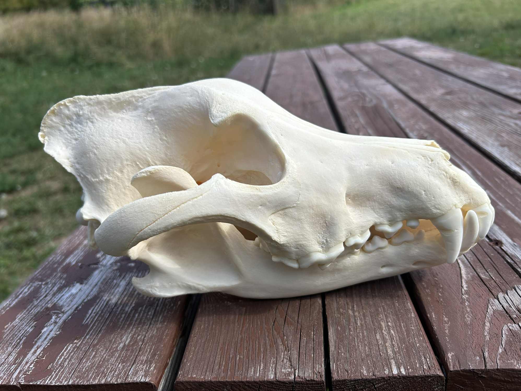 XL Gray Wolf Skull #01311 - Craniates Curiosites: Oddity Sales and ...
