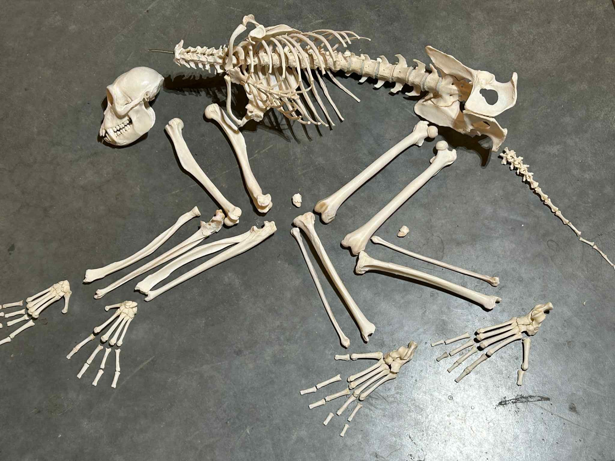 Rhesus Macaque Skeleton #01328 - Craniates Curiosites: Oddity Sales and ...