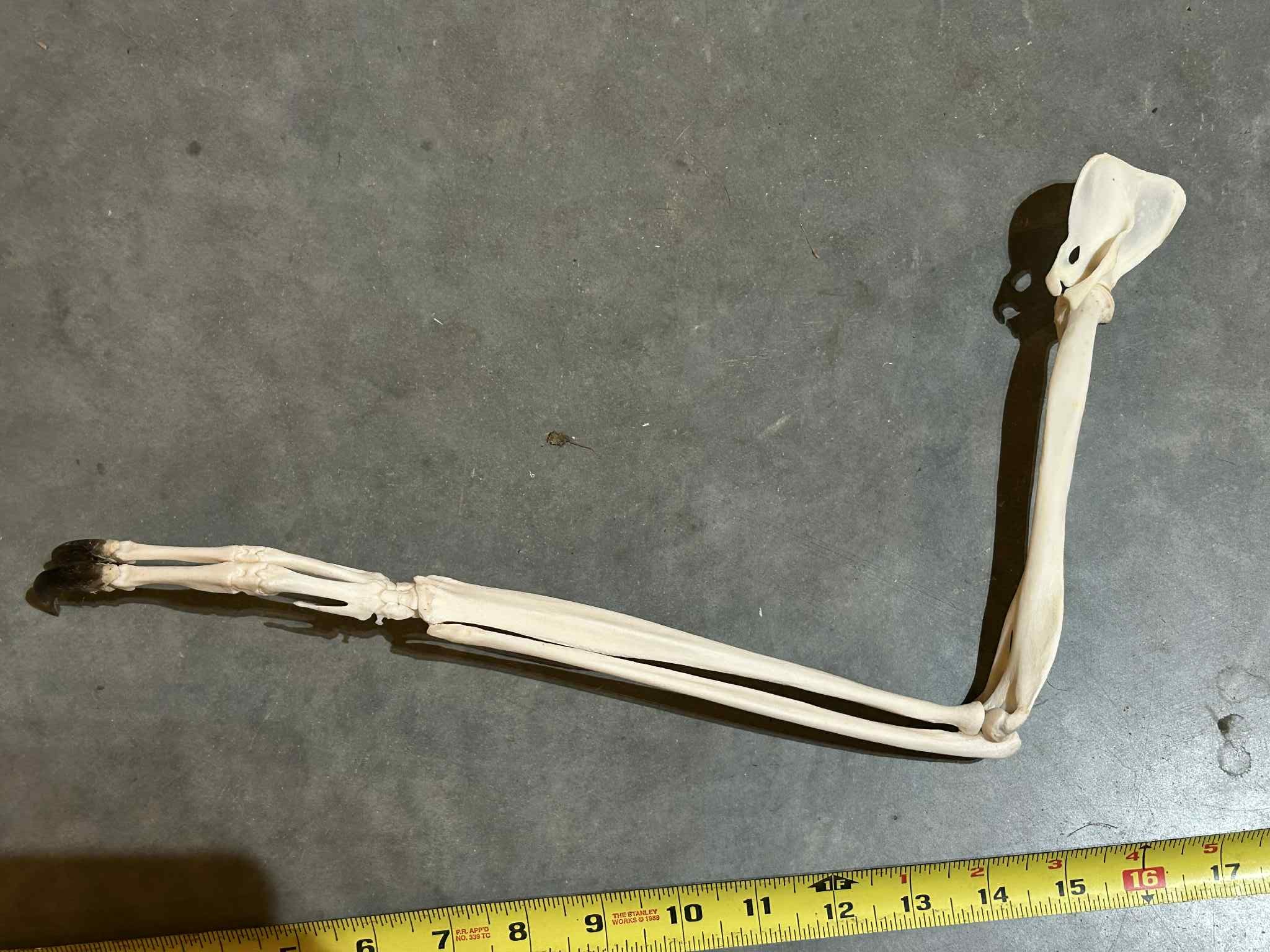 Linnaeus's Two-Toed Sloth Articulated Arm #01334 - Craniates Curiosites ...