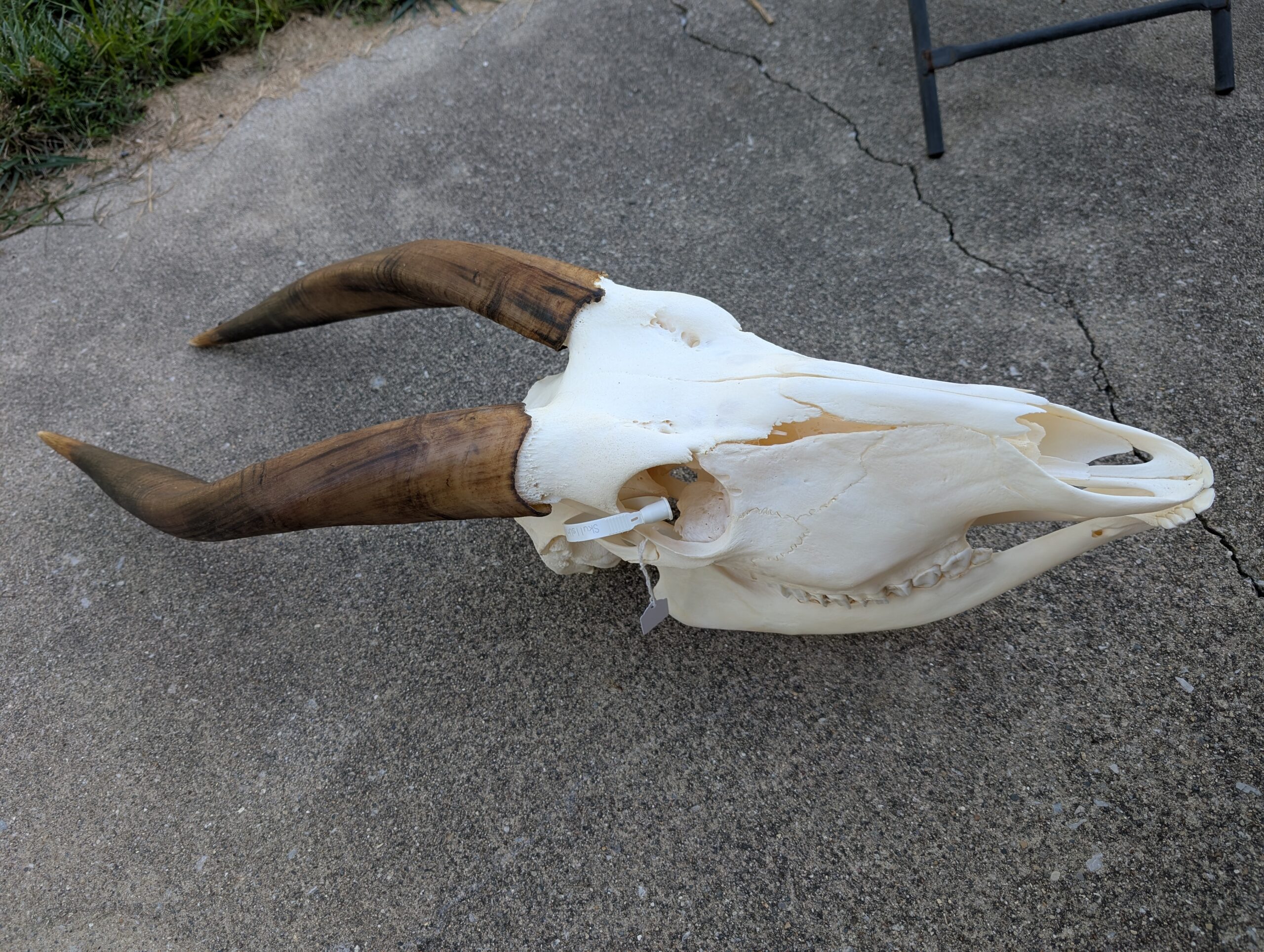 Mountain Bongo Skull #01345 - Craniates Curiosites: Oddity Sales and ...