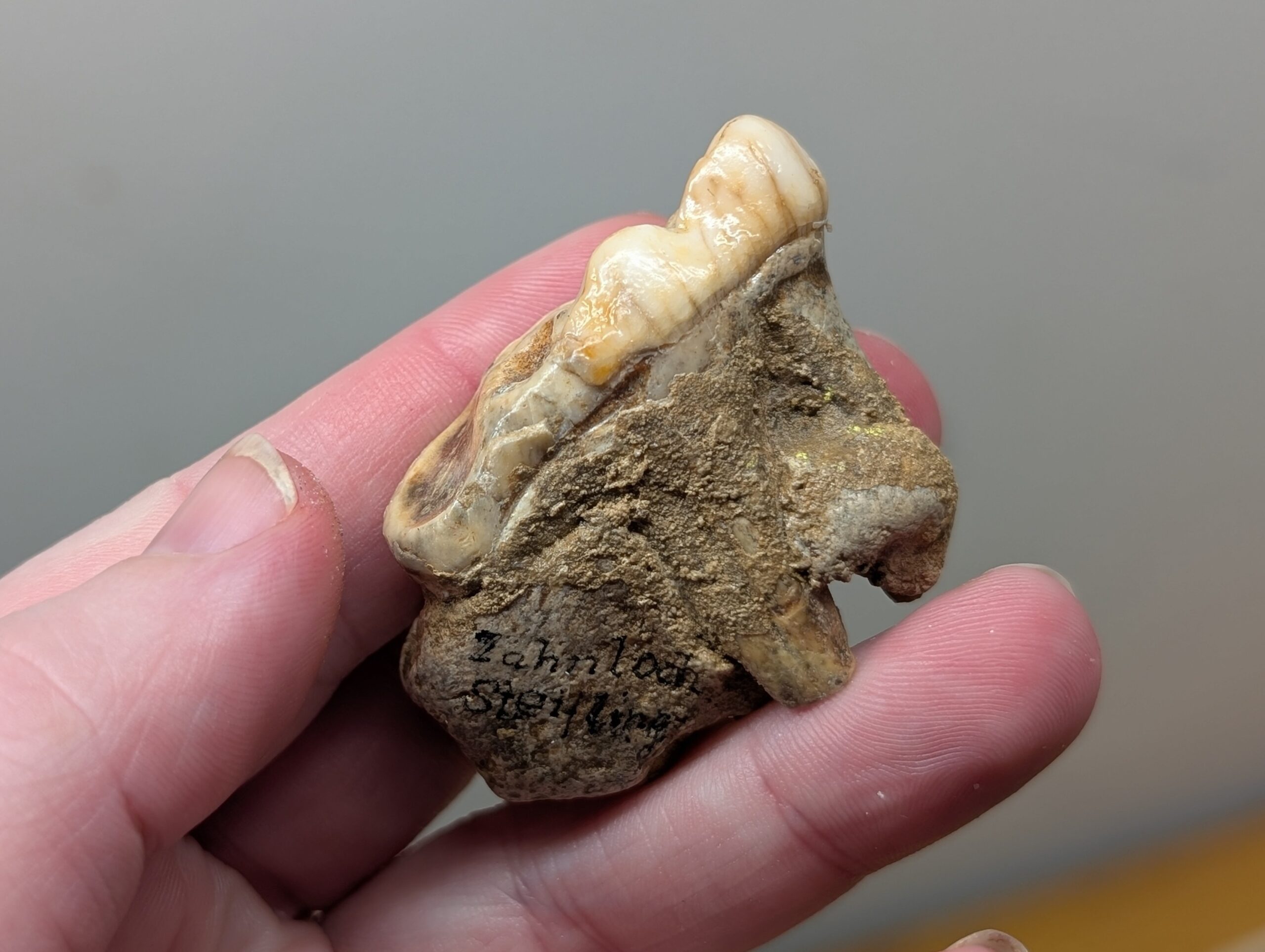 Fossil Cave Bear Tooth in Jaw #01353 - Craniates Curiosites: Oddity ...