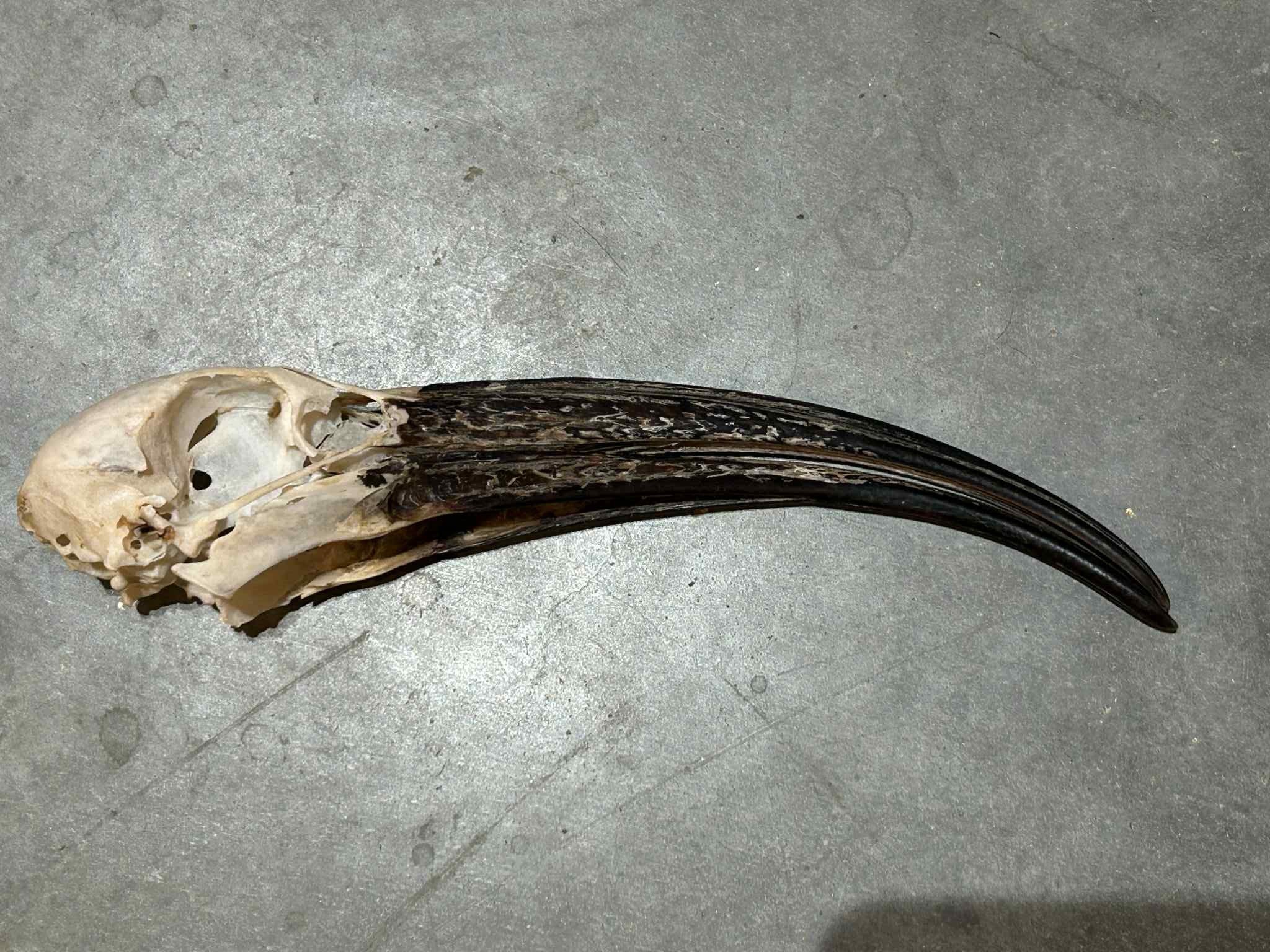 Sacred Ibis Skull #01358 - Craniates Curiosites: Oddity Sales and ...