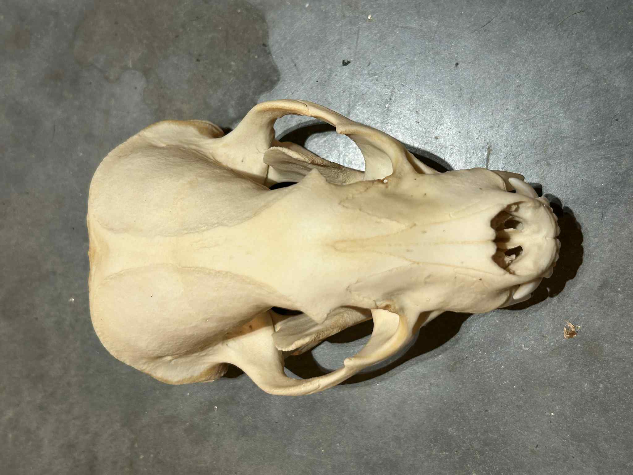 American Badger Skull #01395 - Craniates Curiosites: Oddity Sales and ...