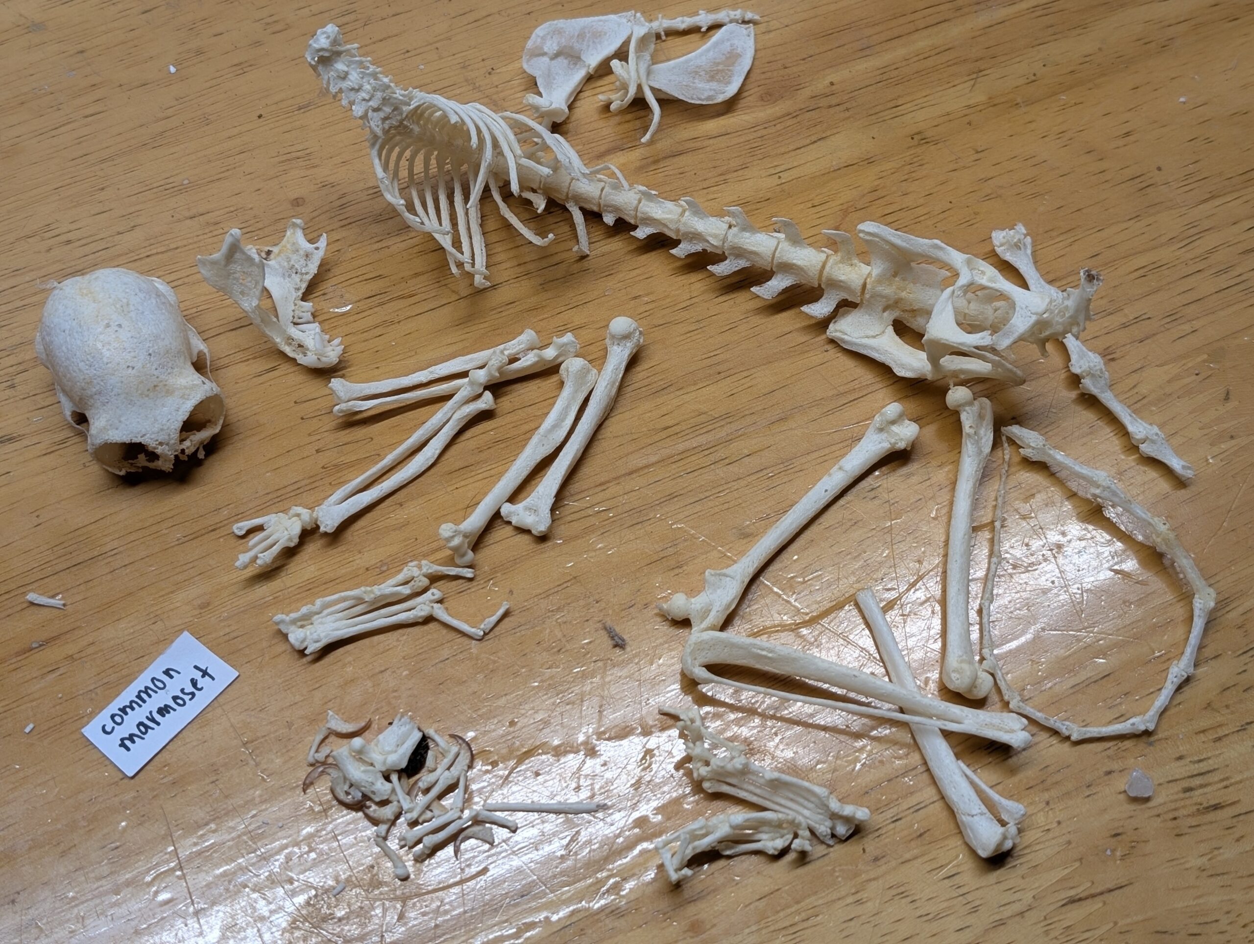 Pathological Common Marmoset Skeleton #01410 - Craniates Curiosites ...